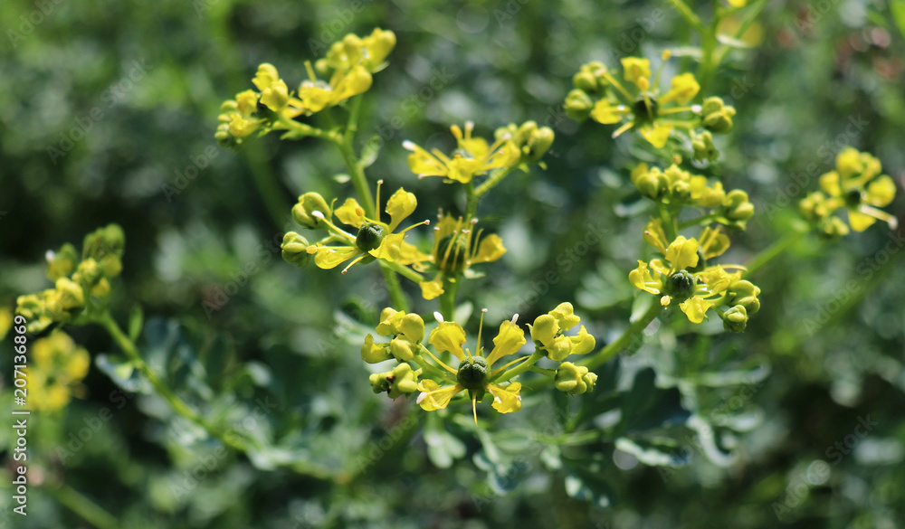 Ruta graveolens, commonly known as the, common rue or herb-of-grace, is ...