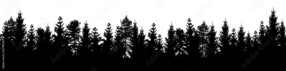 Seamless forest vector landscape with coniferous trees in black and ...