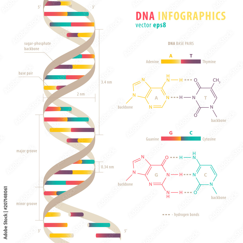 DNA infographics Stock Vector | Adobe Stock