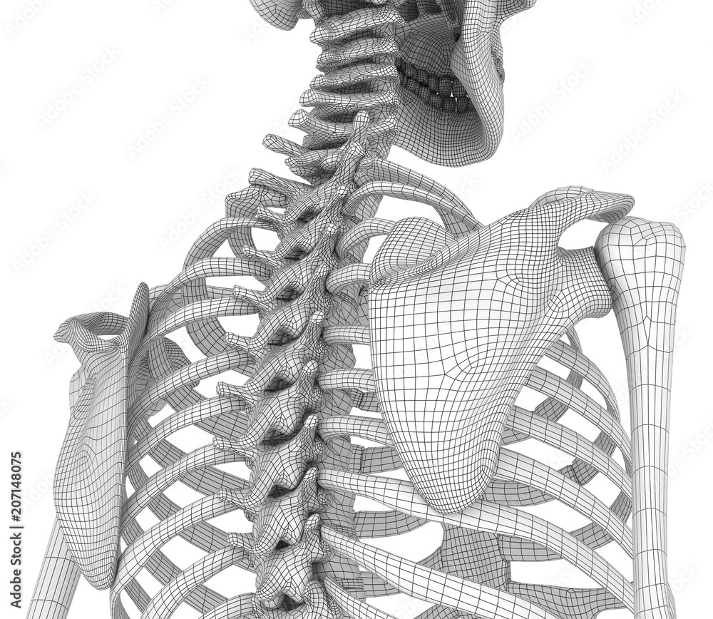 Human skeleton: breast chest. Front view. Medically accurate 3D ...
