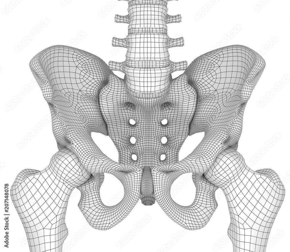 Pelvic area anatomy , backside view, 3d render Stock Illustration ...