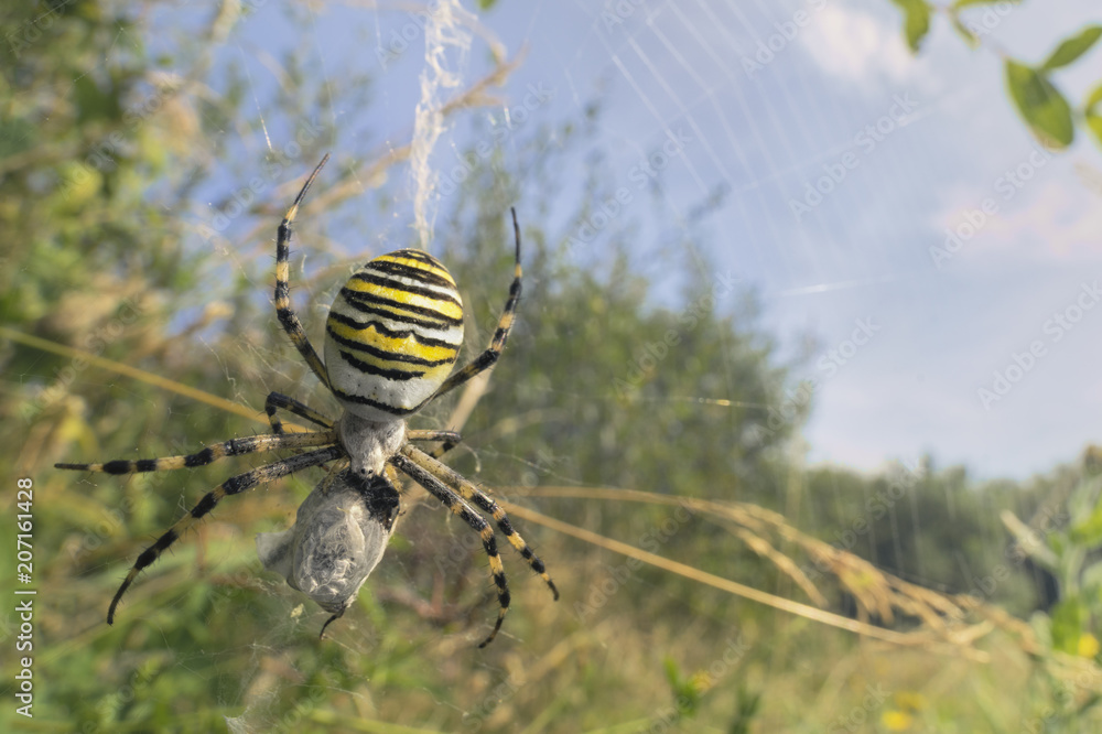 Wasp spider eating prey caught in its spider web Stock Photo | Adobe Stock