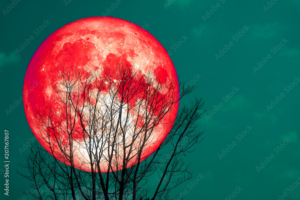 super red moon back silhouette dry tree in the night sky ภาพถ่ายสต็อก ...