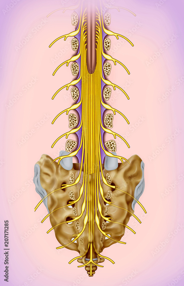 The lumbar and sacral nerves. Stock Illustration | Adobe Stock