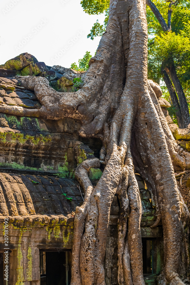 Roots of giant tree on the atient old Ta Phrom Temple, Angkor Wat ...