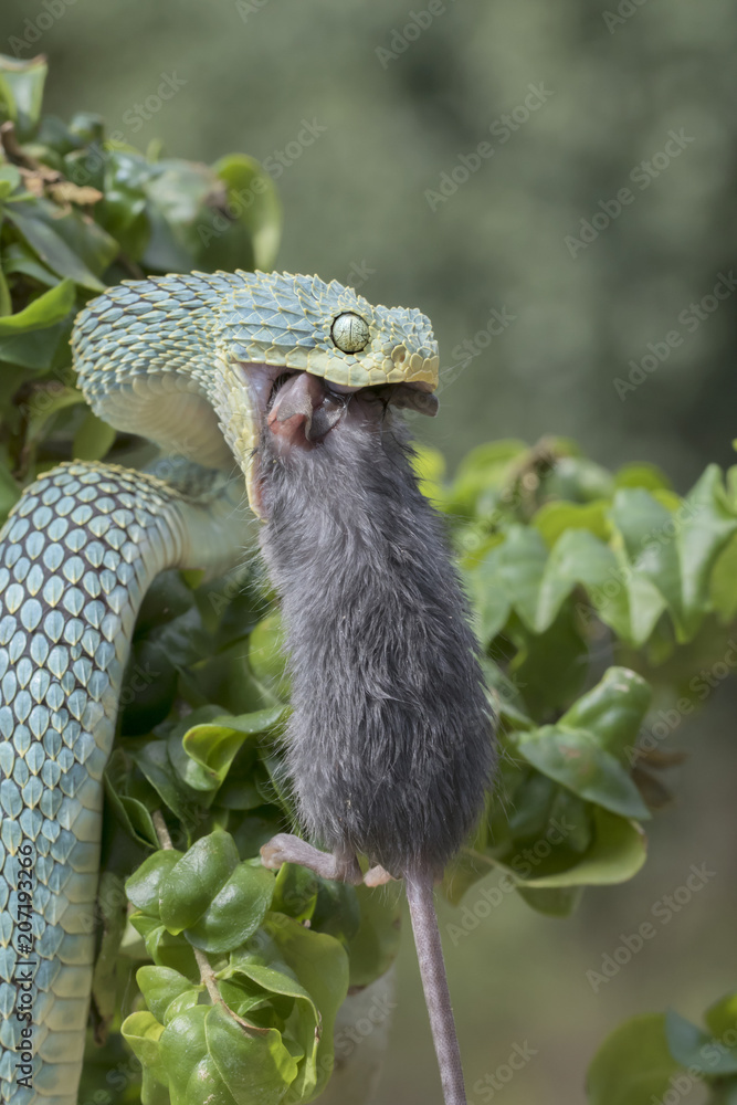 Venomous Bush Viper Snake (Atheris squamigera) eating rodent Stock ...