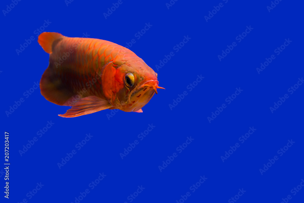 Red Arowana the Asian dragon fish Stock Photo | Adobe Stock