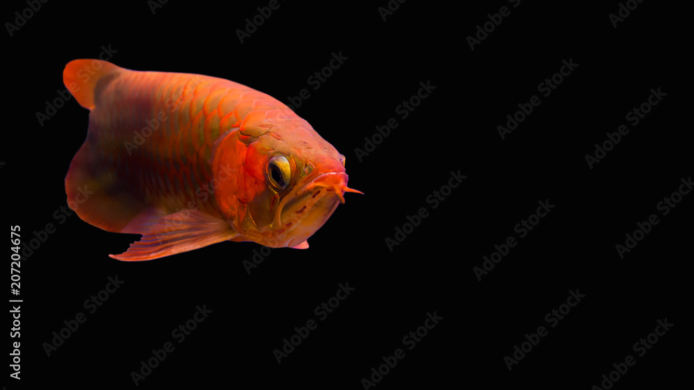 Red Arowana the Asian dragon fish on black background. Stock Photo ...