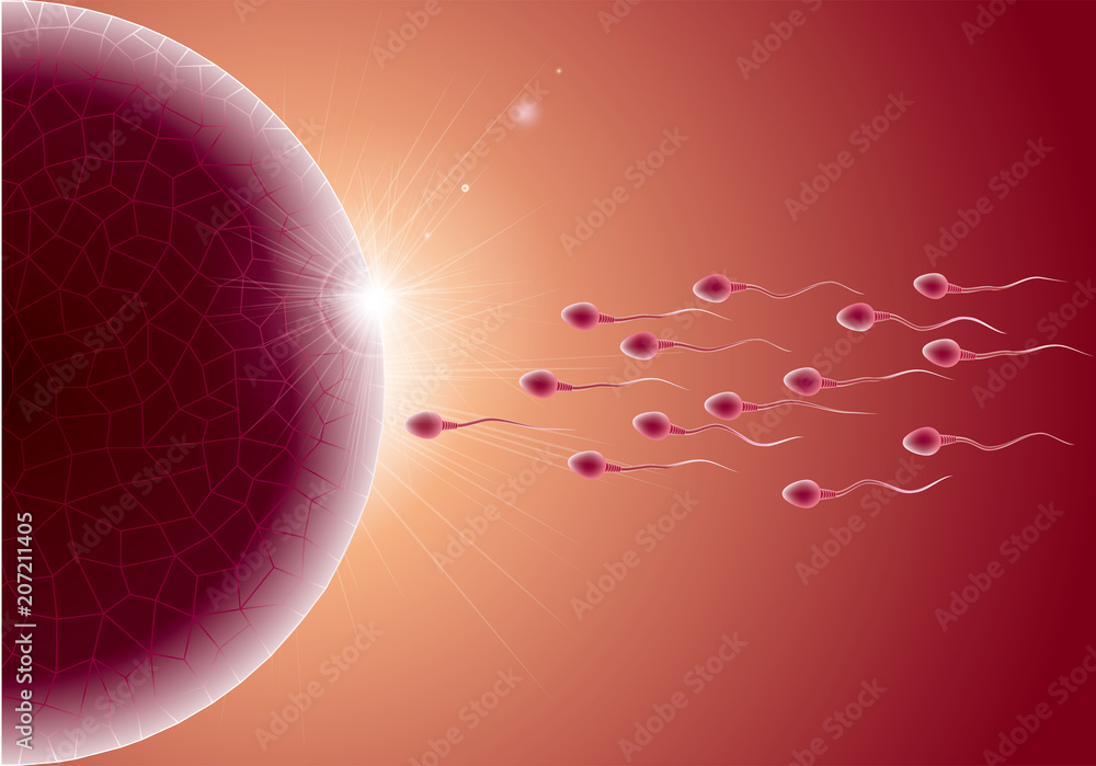 Fertilization process design, sperm and ovum combination, many sperm ...