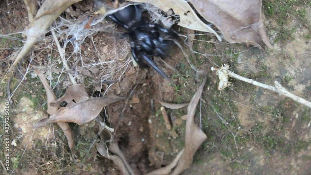 The deadly Toowoomba or Darling Downs Funnel Web spider (Hadronyche ...