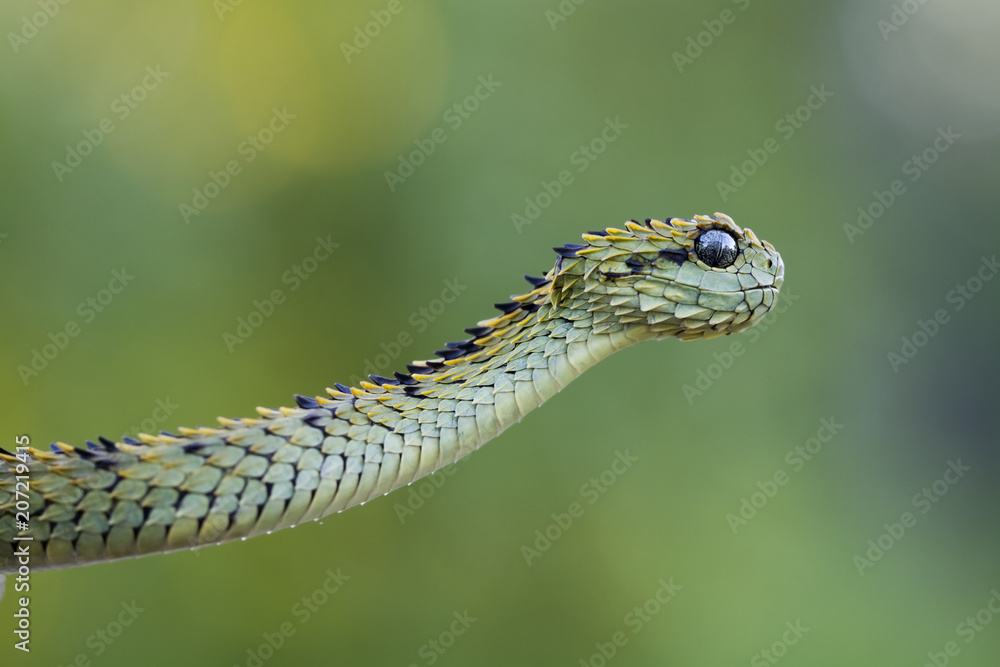 Hairy Bush Viper (Atheris hispida) - Venomous Snake Stock Photo | Adobe ...