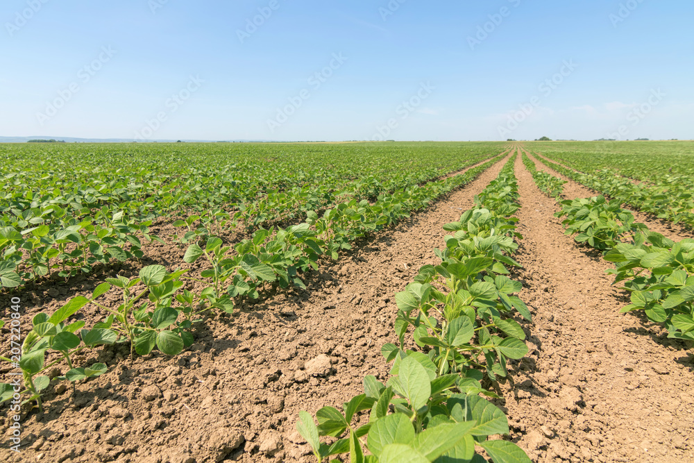 Rows Of Soybeans