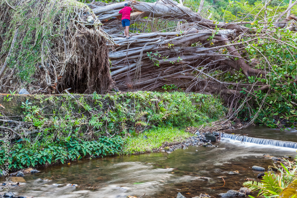 ficus géant abattu par la tempête Fakir, Anse des Cascades, île de la ...