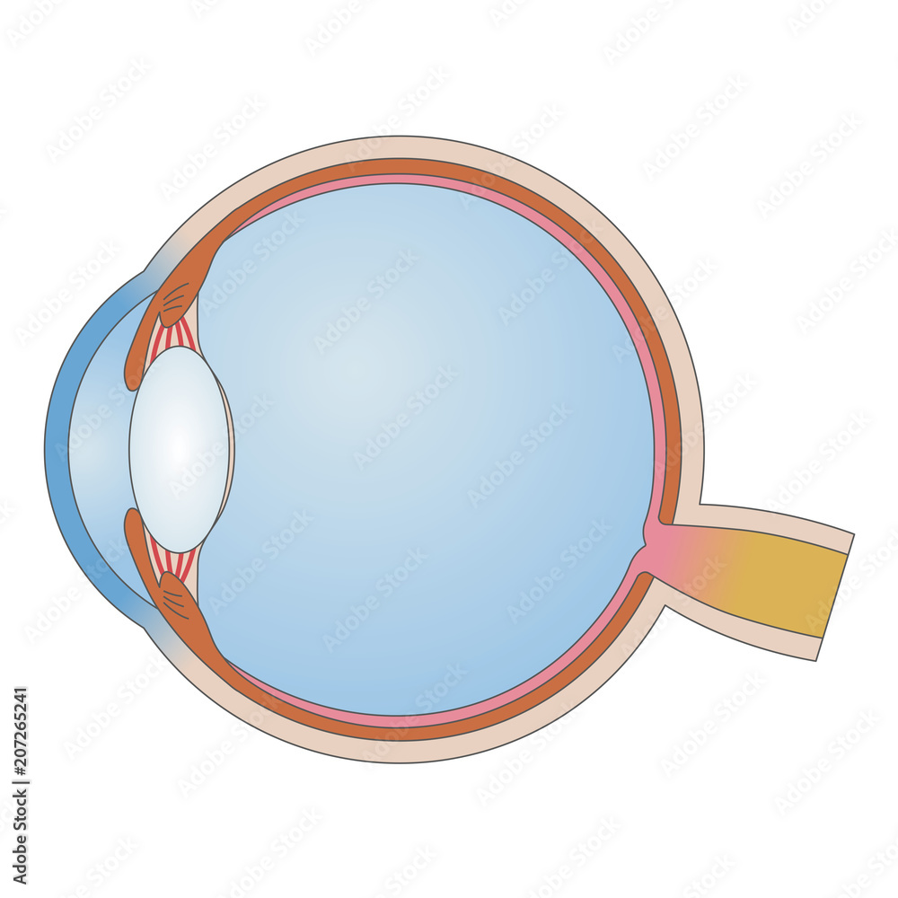 Cross section of human eye. Stock Vector | Adobe Stock