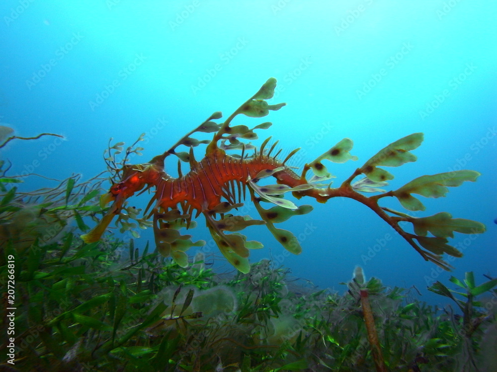 Mysterious Leafy Sea Dragon-Phycodurus eques, Großer Fetzenfisch, Leafy ...