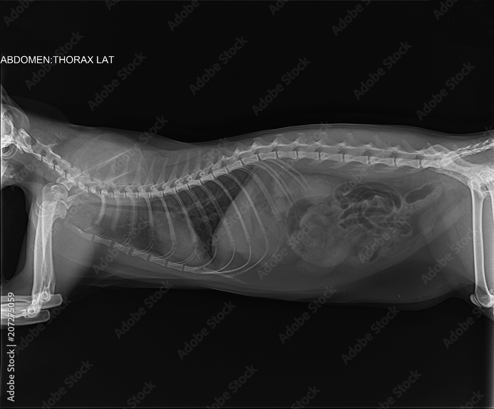 X-ray of a young three-year-old cat with bronchial asthma. Darkening of ...