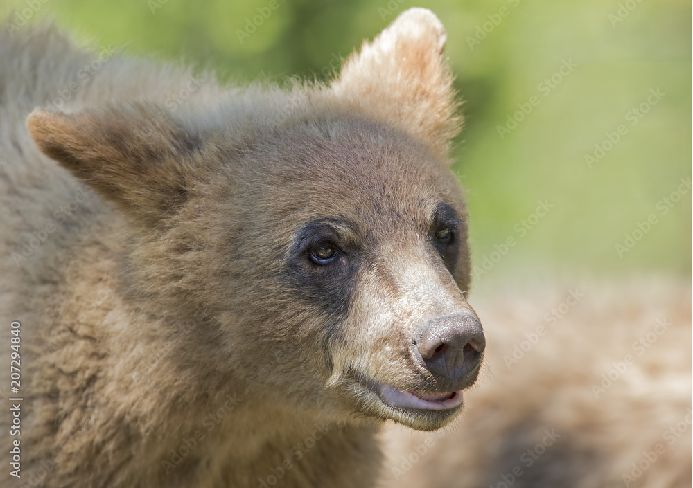 The cinnamon bear (Ursus americanus cinnamomum) is both a color phase ...