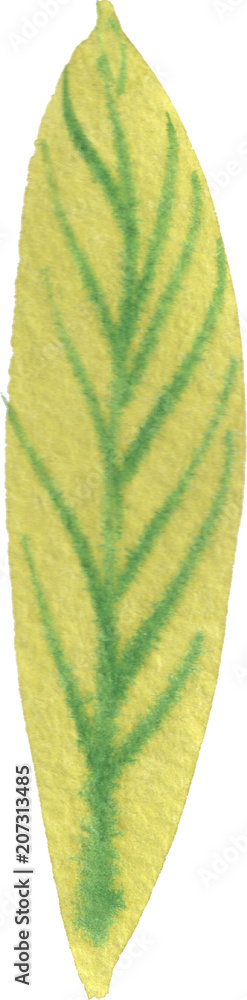 floral element for design and decoration in high resolution on a white ...