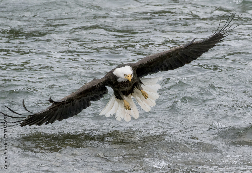 Bald Eagle Swooping Down to Catch a Fish Stock Photo | Adobe Stock