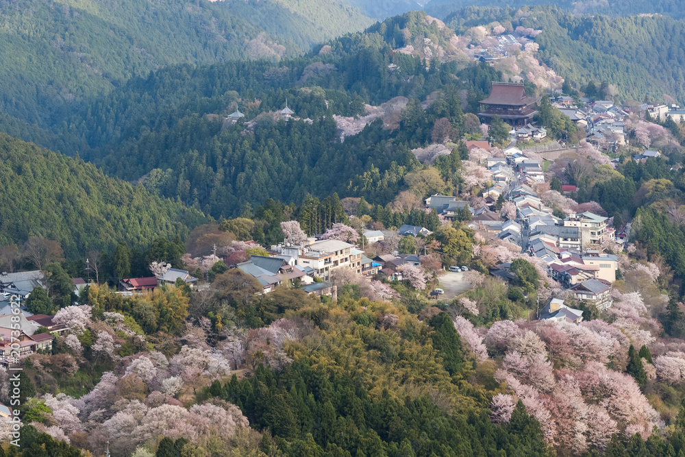 Yoshinoyama sakura cherry blossom . Mount Yoshino in Nara Prefecture ...