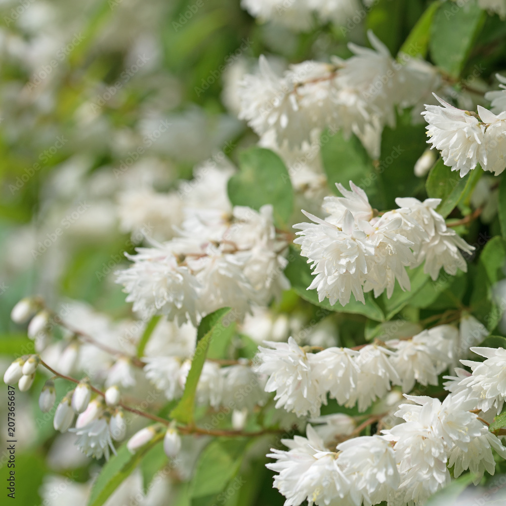 Blühende Deutzie, Deutzia Stock Photo | Adobe Stock