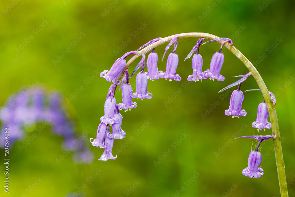 Hyacinthoides non scripta. Jacinto de los bosque. Escila de los bosques ...