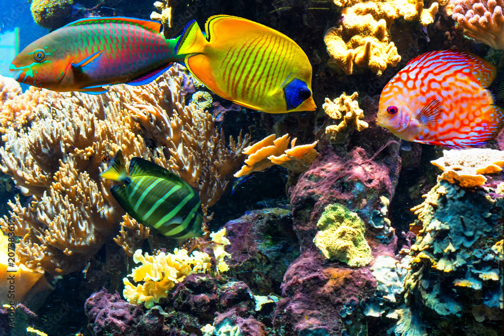 Colorful Underwater Fish Photography