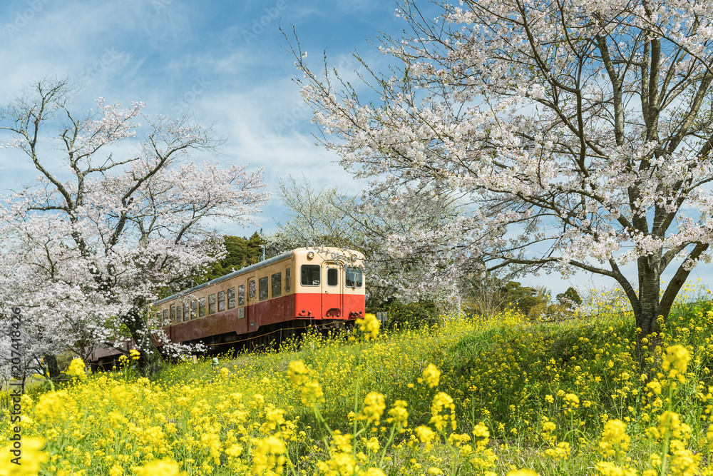 Kominato Tetsudo Train and Sakura cherry blossom in spring season. The ...