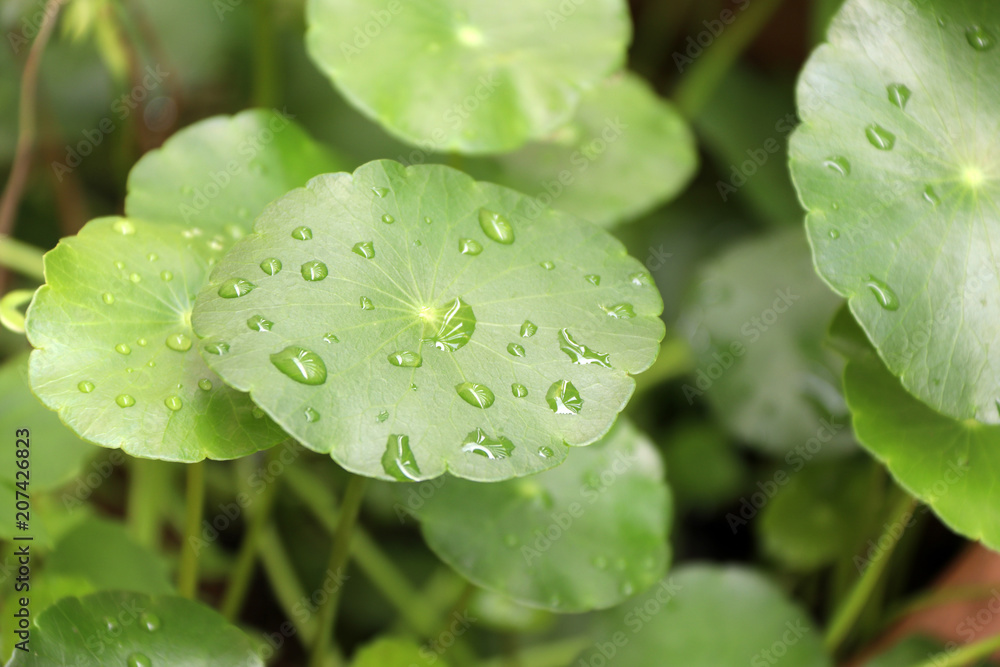 Water drop on the Centella plant leaves floating on water , Green ...