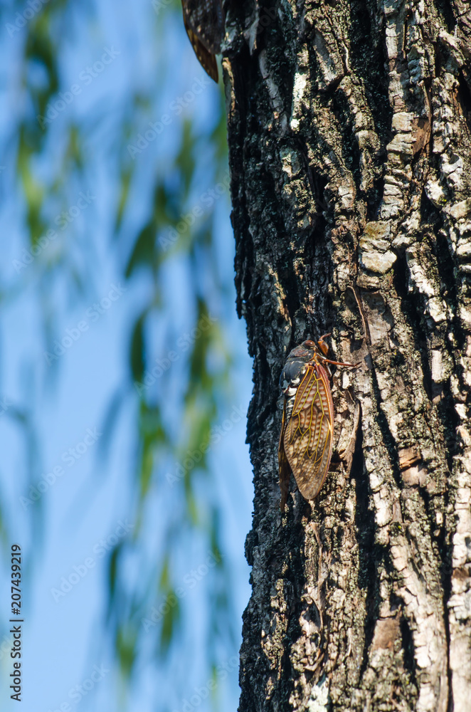 Cicadas bug Stock Photo | Adobe Stock