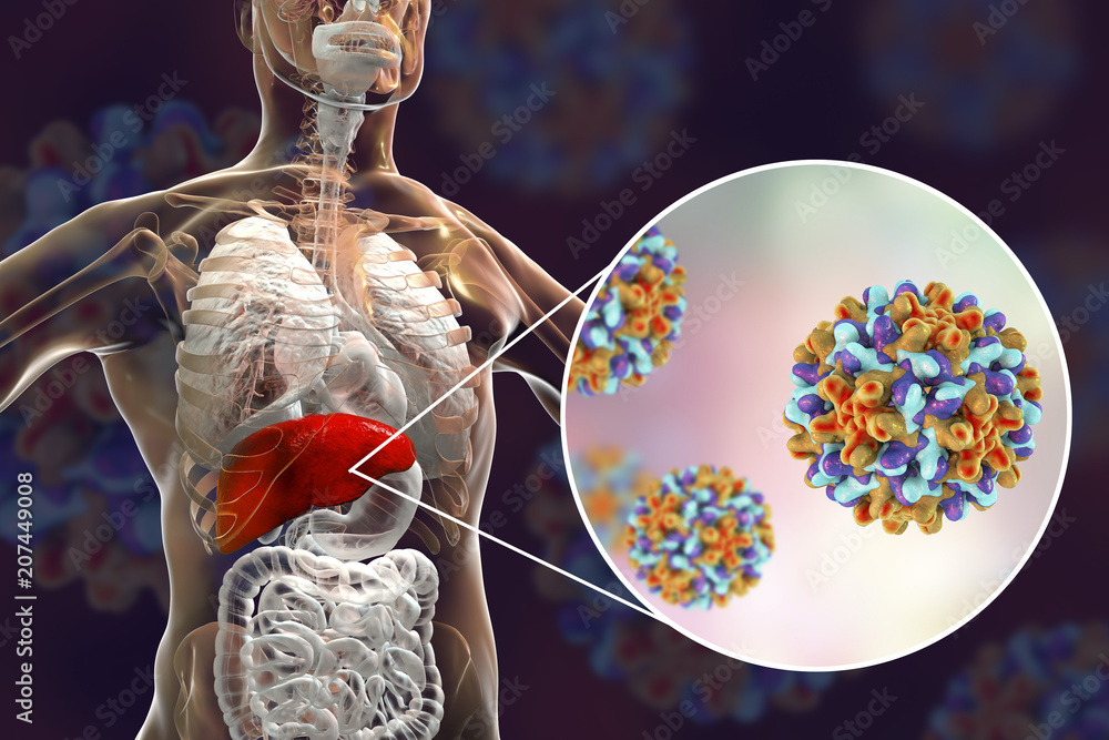 Liver with Hepatitis B infection highlighted inside human body and ...