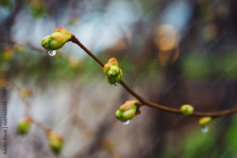 Beautiful linden branches with flowering buds close-up in rain spring ...