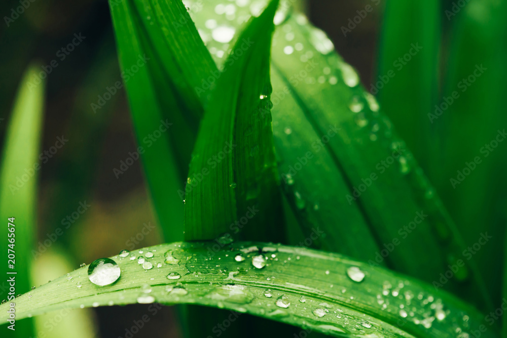 Beautiful vivid shiny green grass with dew drops close-up with copy ...