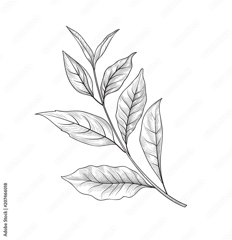 Tea Plant Drawing