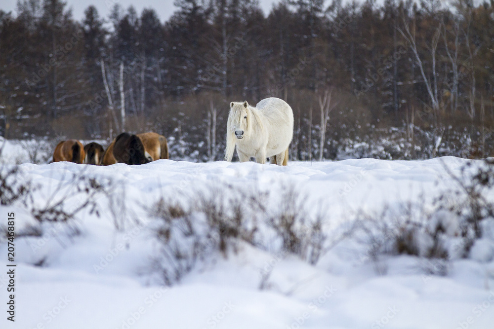 Yakut horse. Northern horse from Yakutia. Yakut horses graze at winter ...