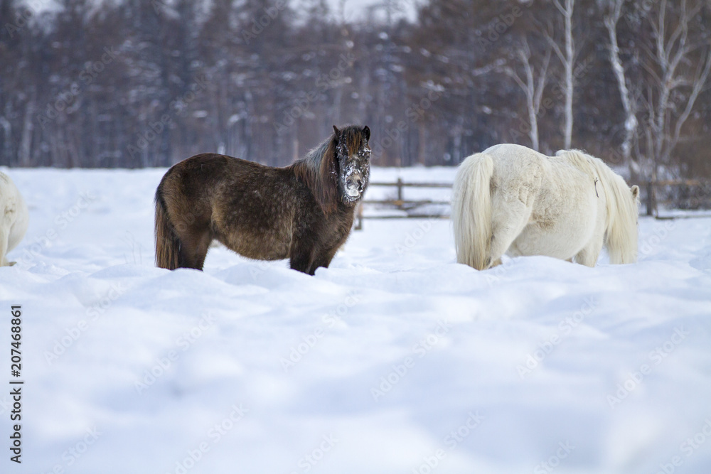 Yakut horse. Northern horse from Yakutia. Yakut horses graze at winter ...