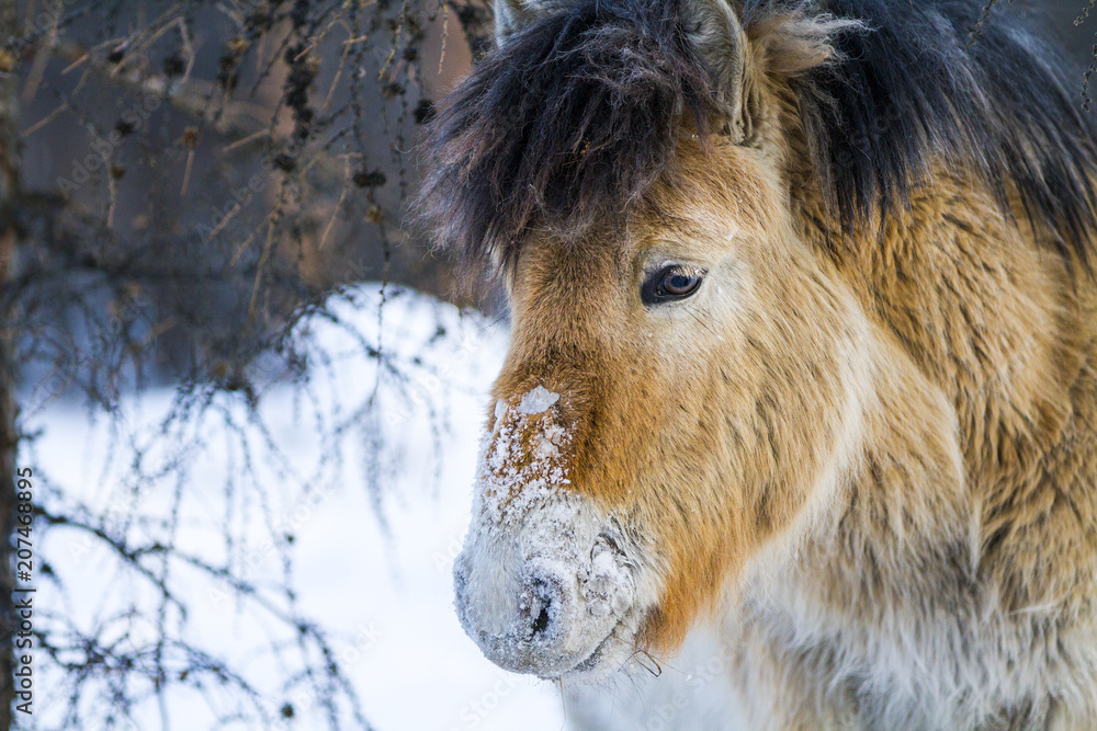 Yakut horse. Northern horse from Yakutia. Yakut horses graze at winter ...