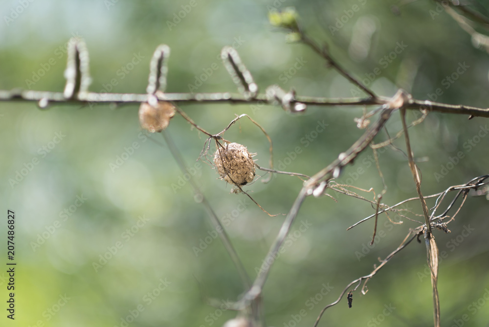 A spider cocoon with small cubs of a spider hangs on a branch of a ...