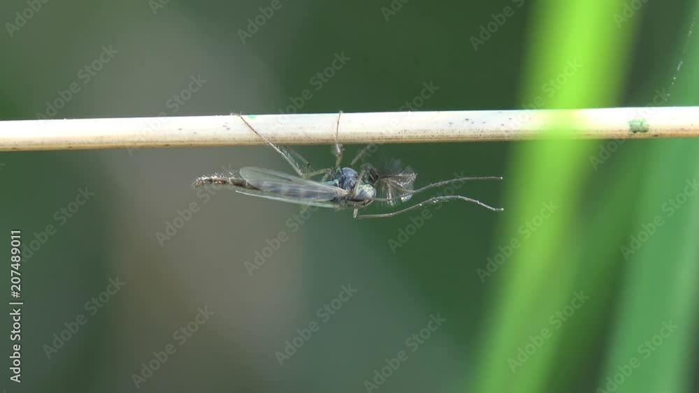 Insect close-up. Gnats and mosquitoes sits on horizontal leaf of grass ...