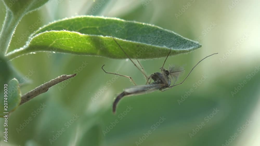 Insect close-up. Gnats and mosquitoes sits on horizontal leaf of grass ...