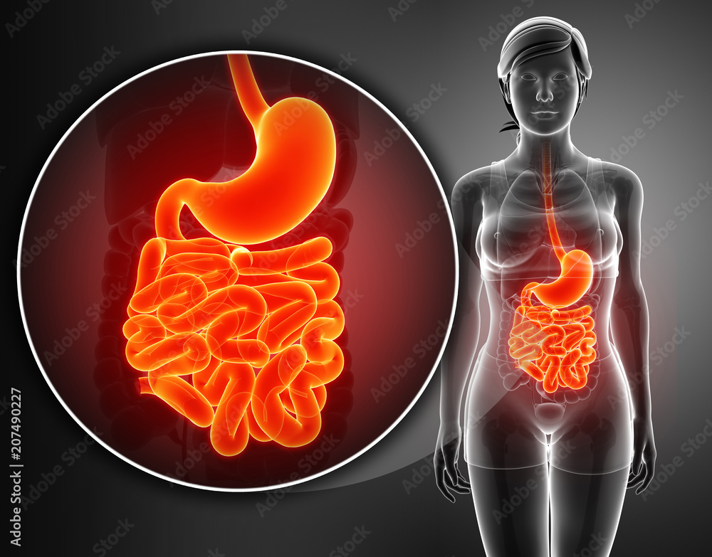 Small intestine anatomy Stock Illustration | Adobe Stock