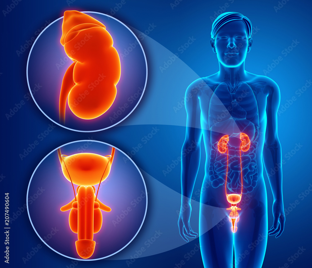 Male reproductive system Stock Photo | Adobe Stock