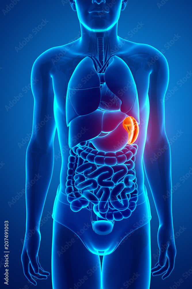 Human spleen anatomy Stock Illustration | Adobe Stock