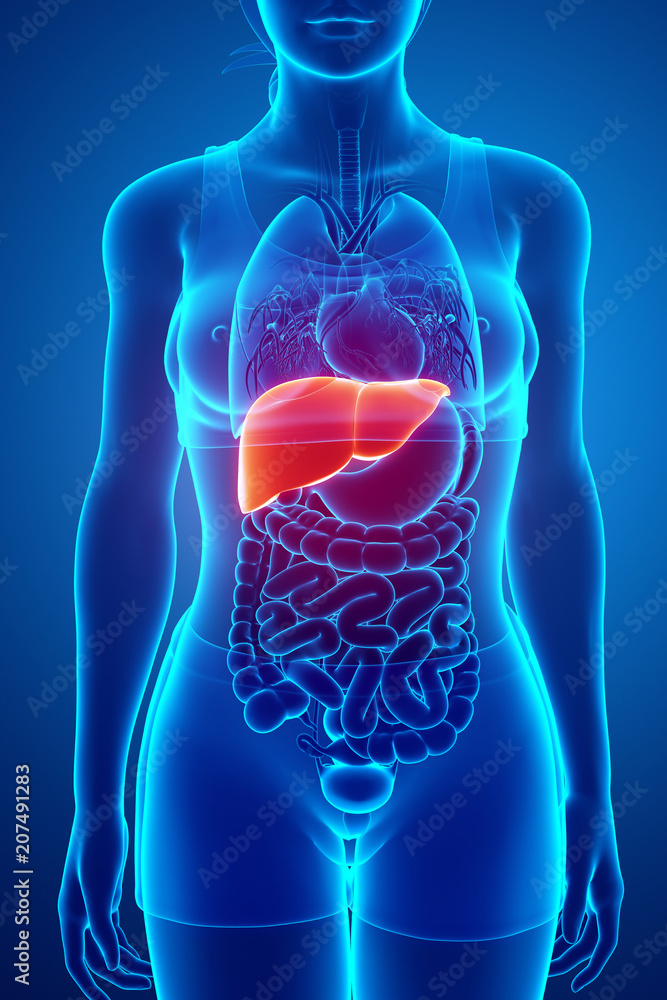 3d Render of Male liver anatomy Stock Illustration | Adobe Stock