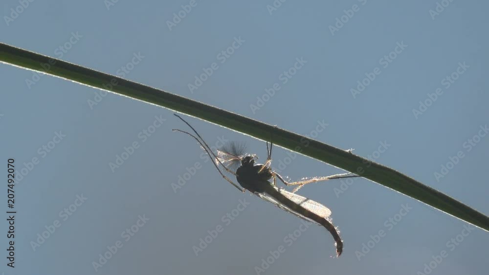Insect close-up. Gnats and mosquitoes sits on horizontal leaf of grass ...