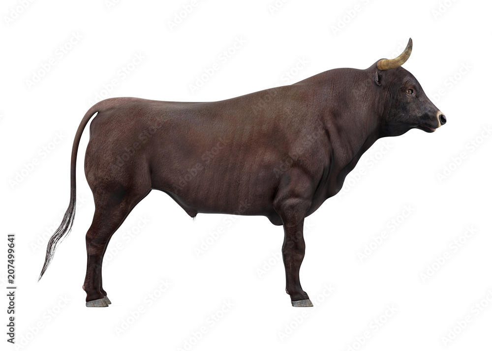 Bull Isolated Stock Illustration | Adobe Stock