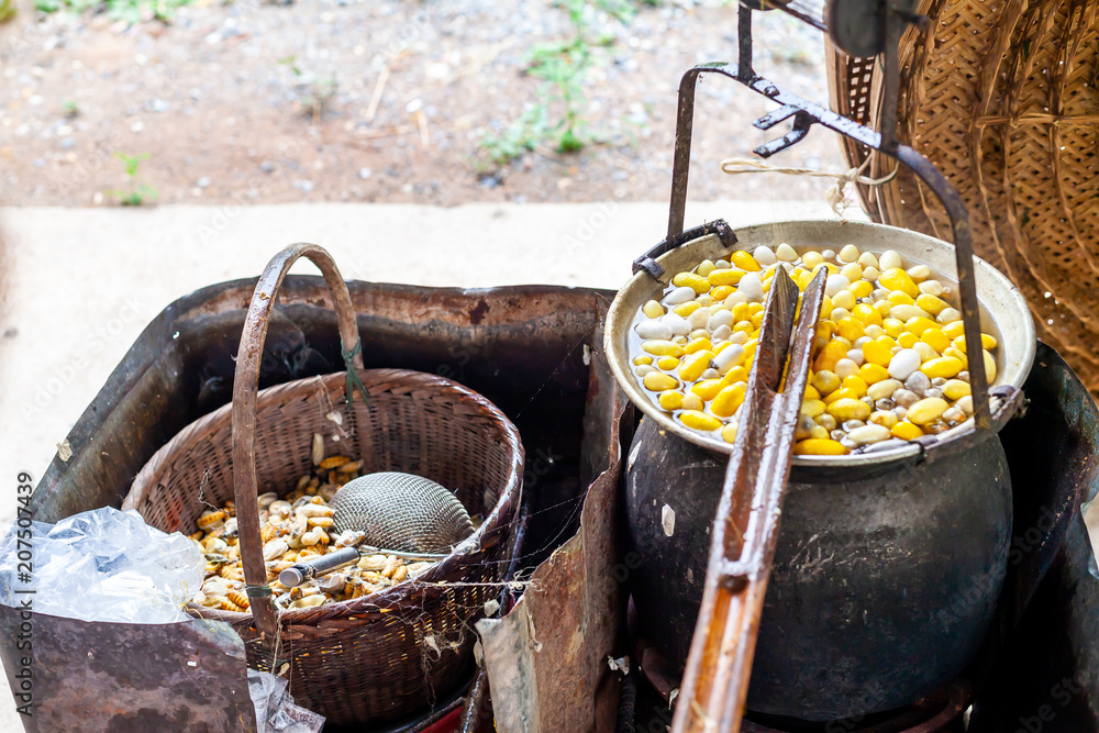 Reeling Of Silk From Cocoon