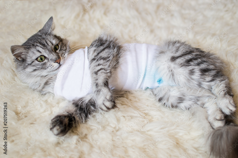 Cat with bandages recovering from surgery for sterilization Stock Photo ...