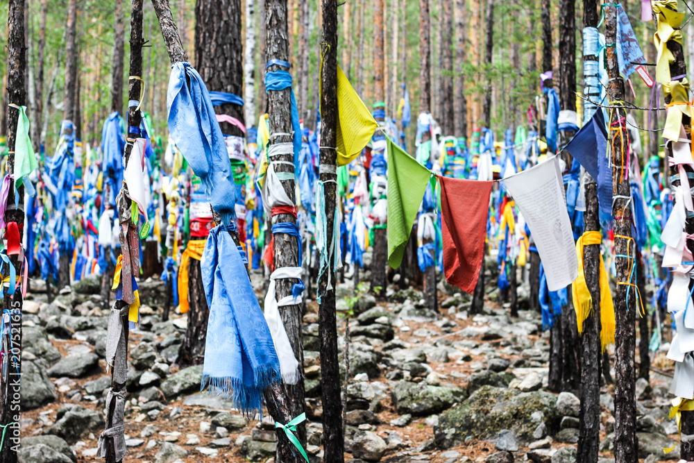 Colorful buddhist shamanic prayer flags hadags on ritual trees in ...