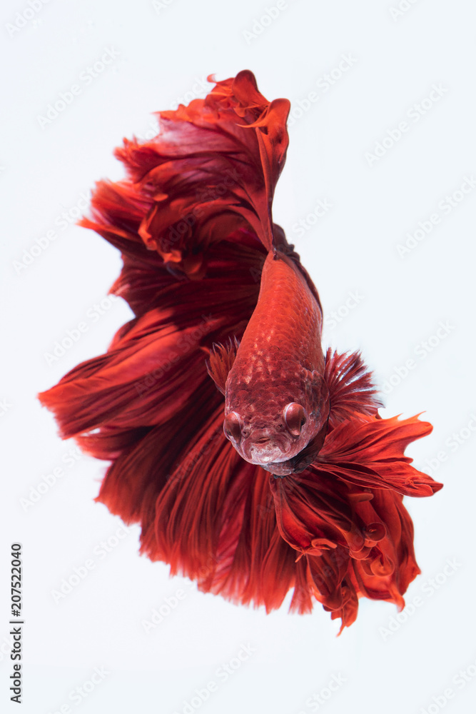Red siamese fighting fish, betta fish isolated on white background ...